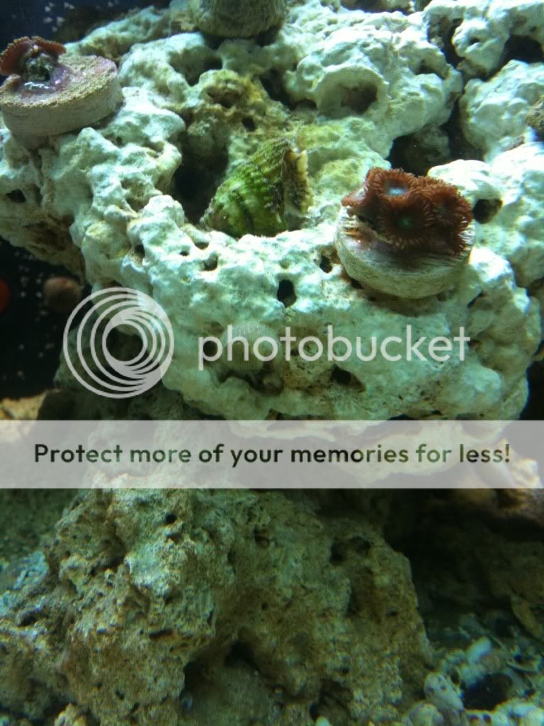 ID help! Weird substrate pod worm intank and captured pics and sponge ...