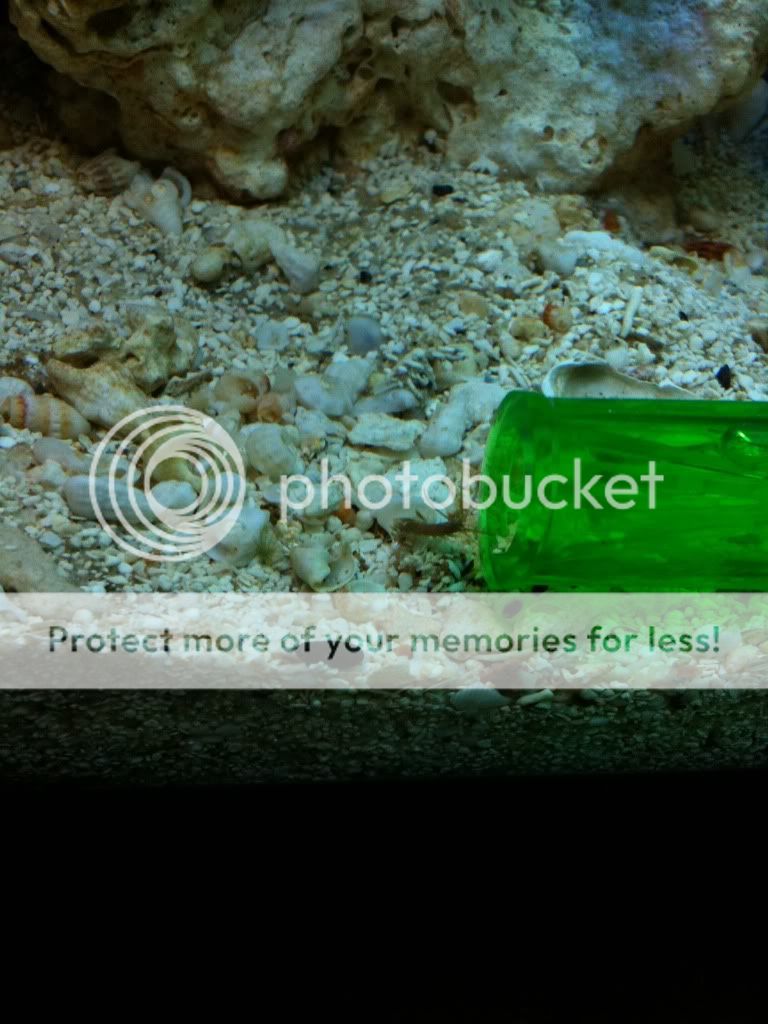 ID help! Weird substrate pod worm intank and captured pics and sponge ...