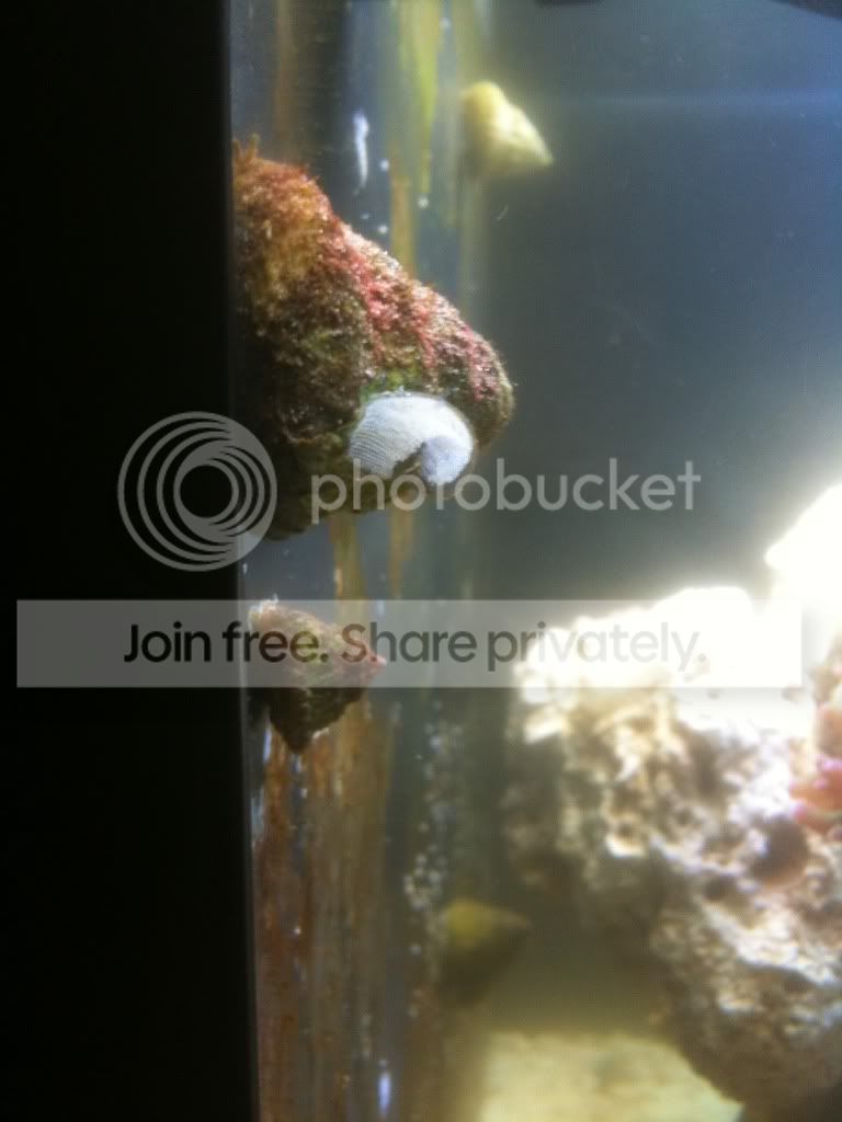 ID help! Weird substrate pod worm intank and captured pics and sponge ...