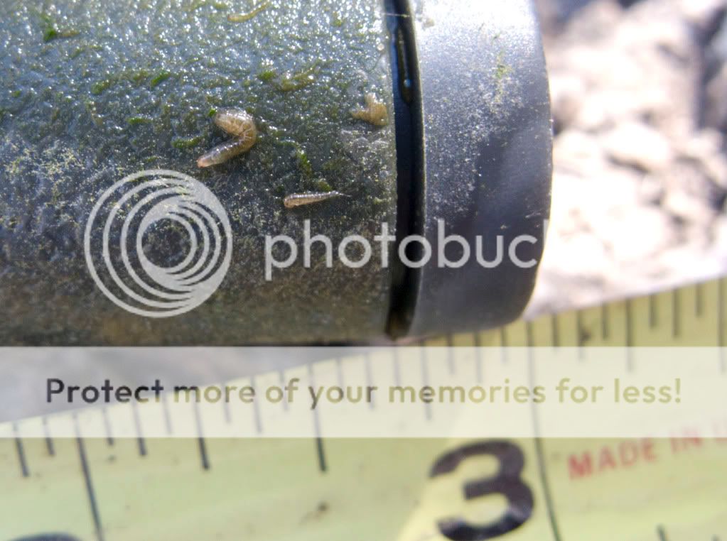 Help identify this pic - worm, leech,larvae?