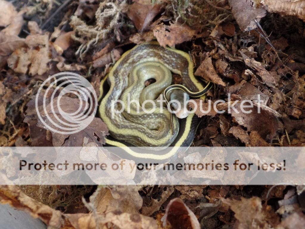 W Midlands - CB 14 Cave racer (ridleyi) | Reptile Forums