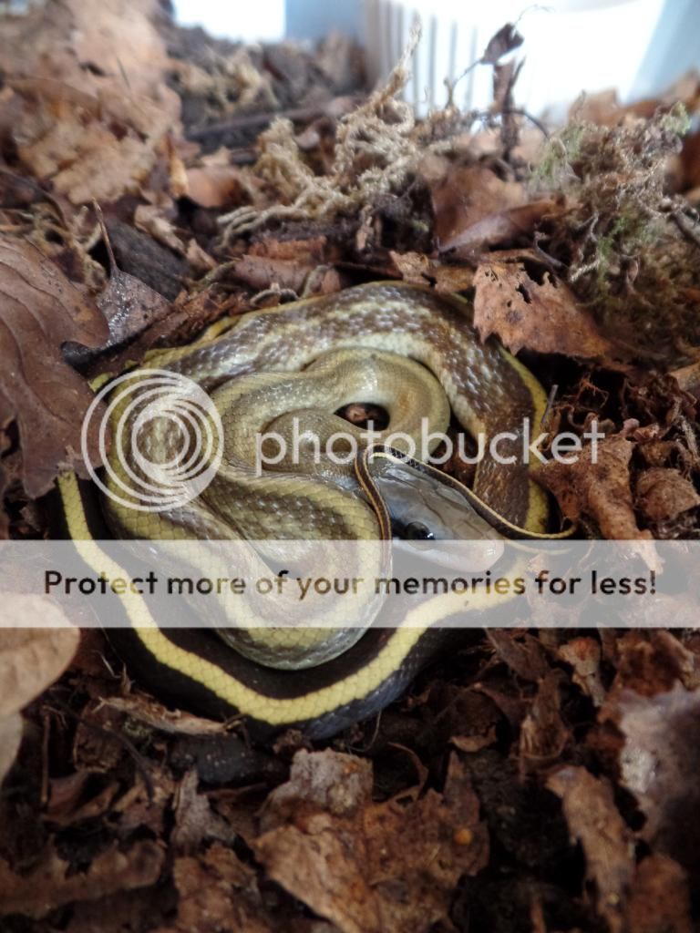 W Midlands - CB 14 Cave racer (ridleyi) | Reptile Forums